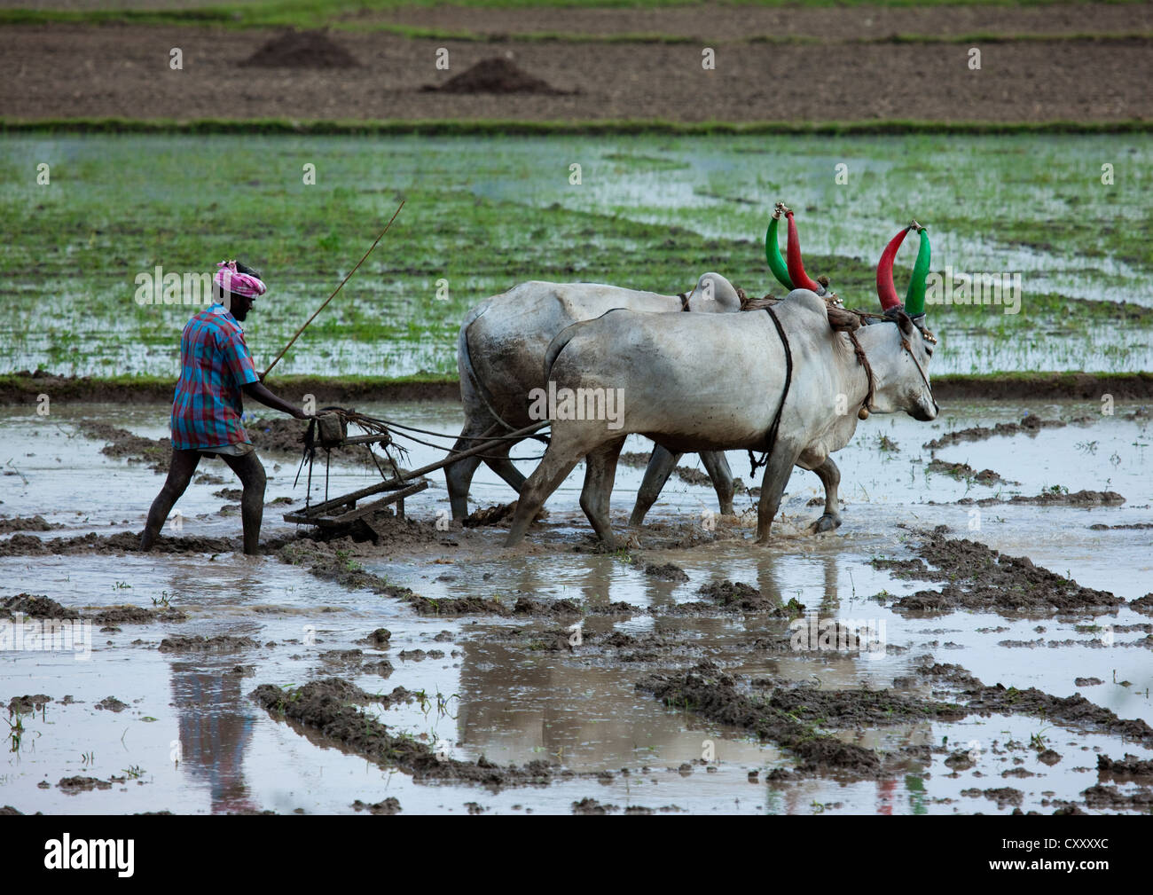 Cultivator Lead Plough Pulled By Cows With Painted Horns On Paddy Field ...
