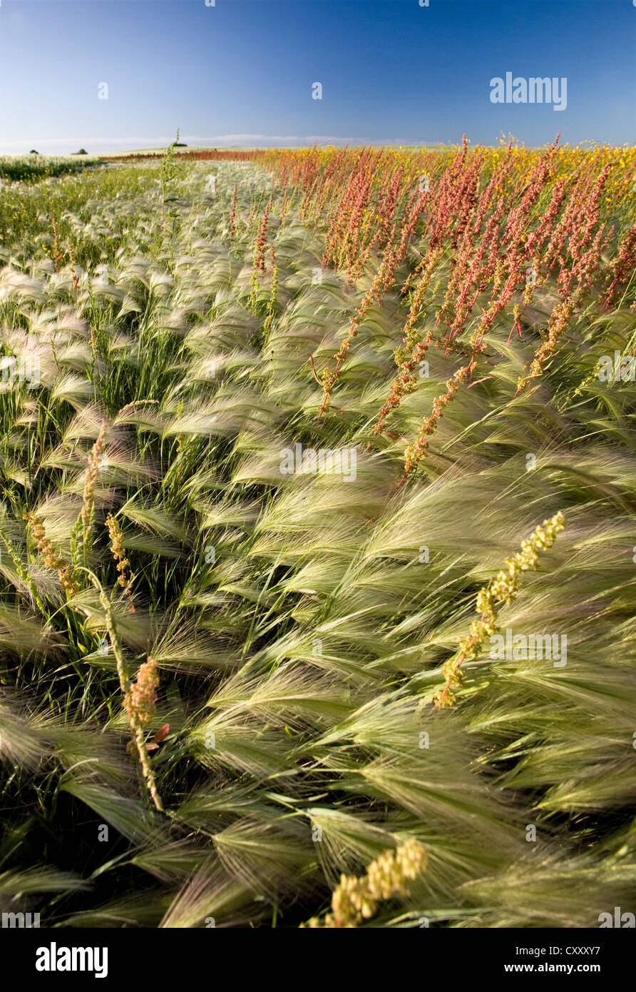 Crop weed hi-res stock photography and images - Alamy