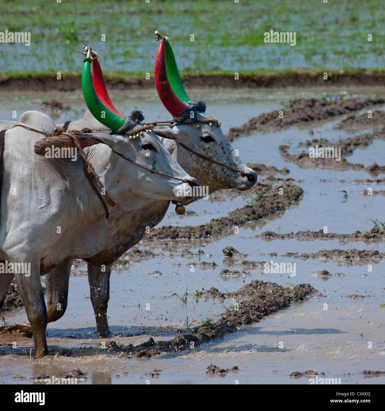 Cows With Decorated Horns Pulling A Plough On Paddy Field ...