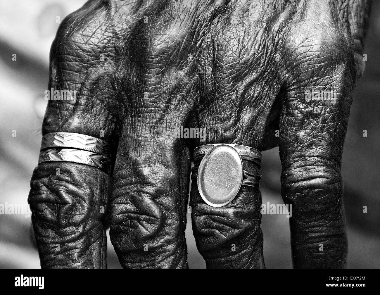 Old Woman Hand Wearing Rings, Mahabalipuram, India Stock Photo - Alamy