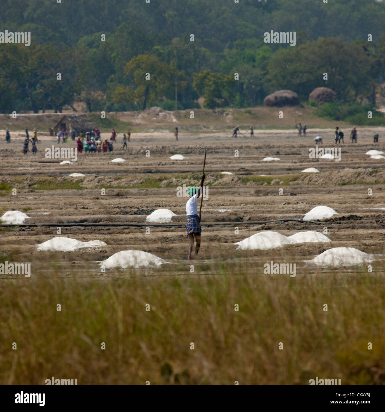 Workers In Salt Marsh Located On The Edge Of A Forest, Mahabalipuram ...
