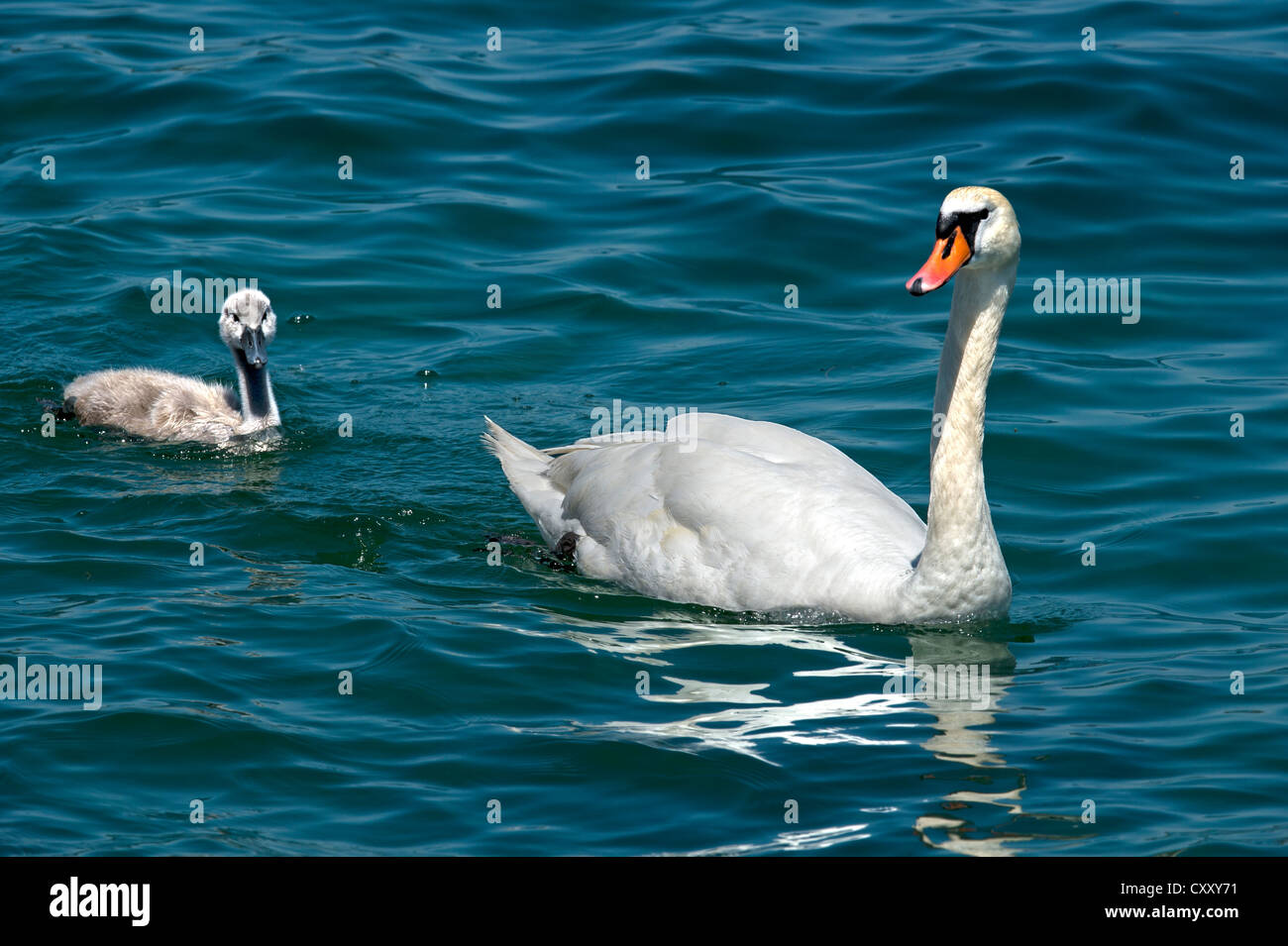 Cygnet hi-res stock photography and images - Alamy