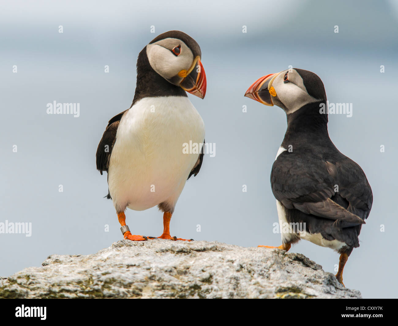 Lunga scotland hi-res stock photography and images - Alamy