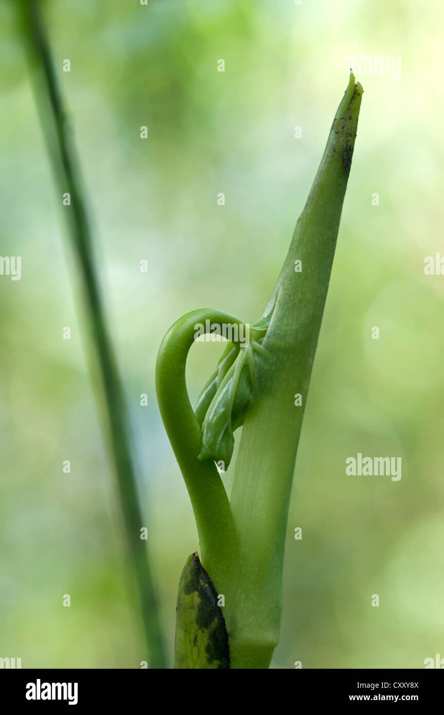 New leaf unfurling, Tandayapa region, Andean cloud forest, Ecuador ...