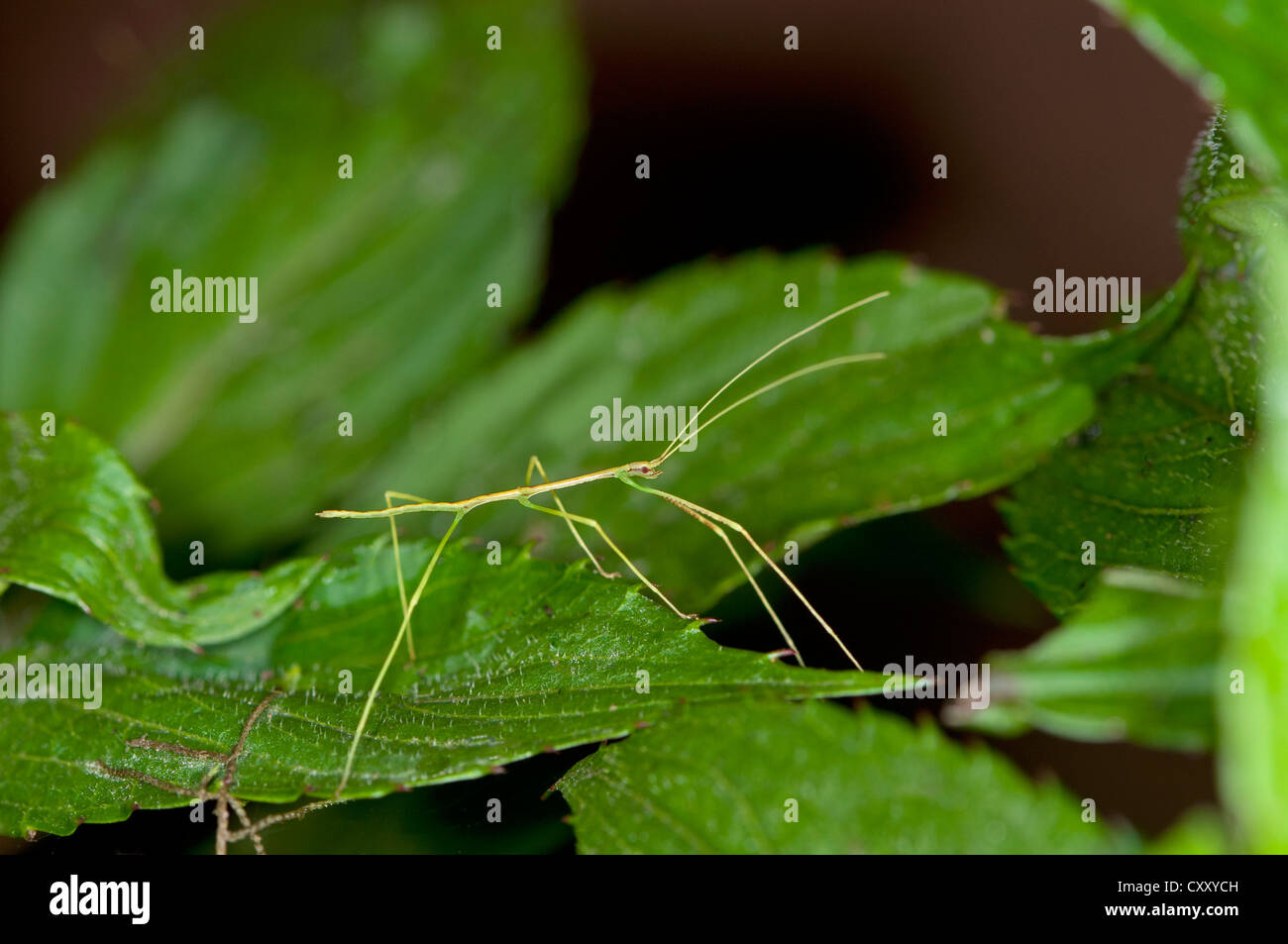 Stick insect (Phasmatodea, syn. Phasmida), Tandayapa region, Andean ...