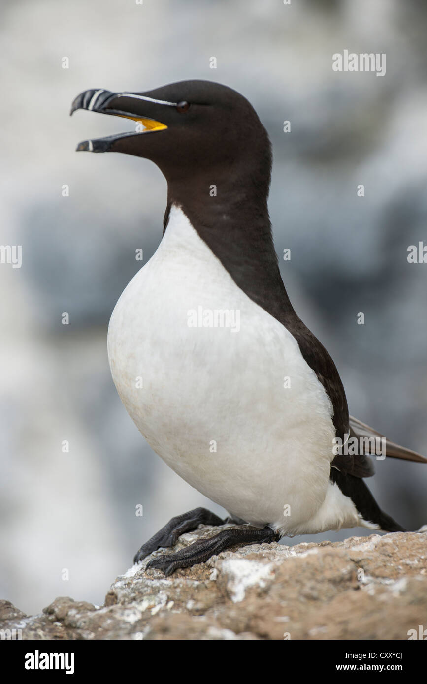 Razorbill bird on Isle of Lunga, Scotland, UK Stock Photo - Alamy