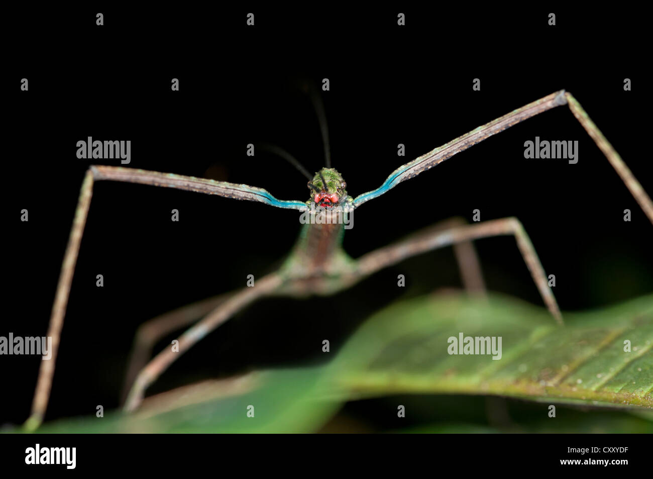 Phasmida hi-res stock photography and images - Alamy