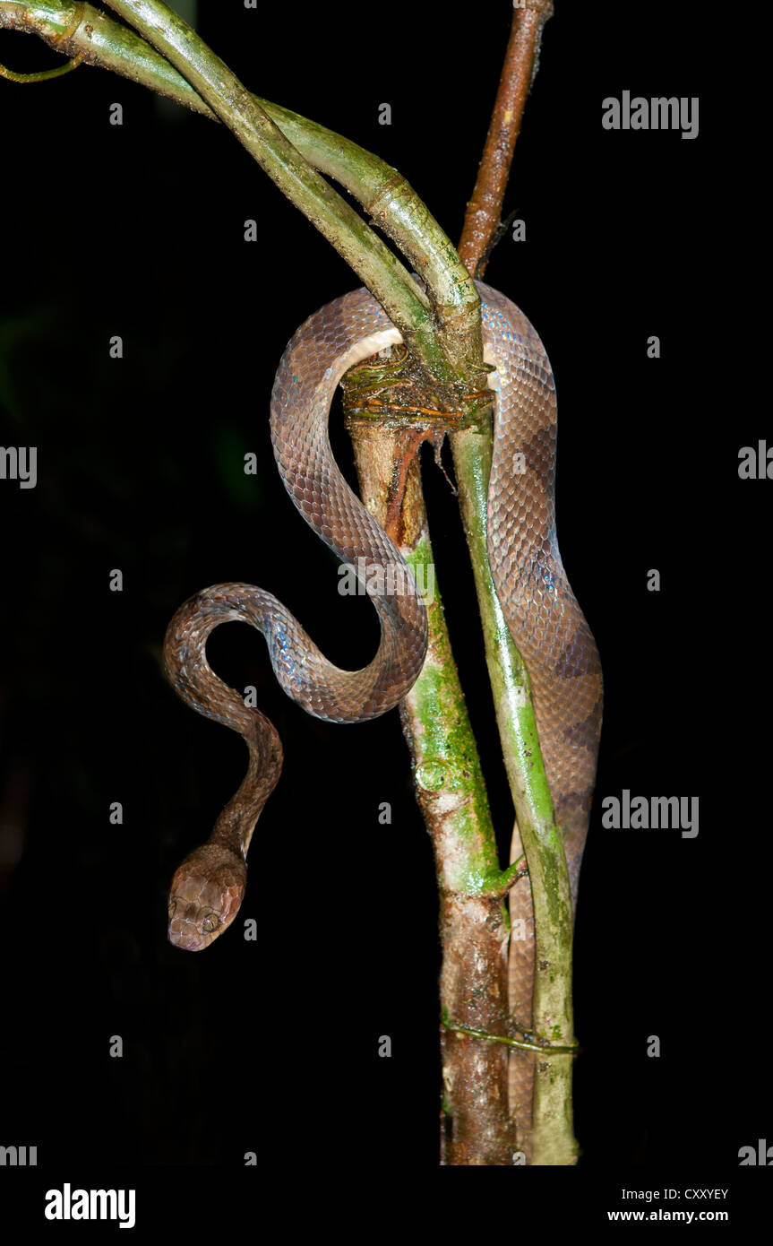 Cat-eyed snake (Leptodeira sp., ) Tiputini rainforest, Yasuni National ...