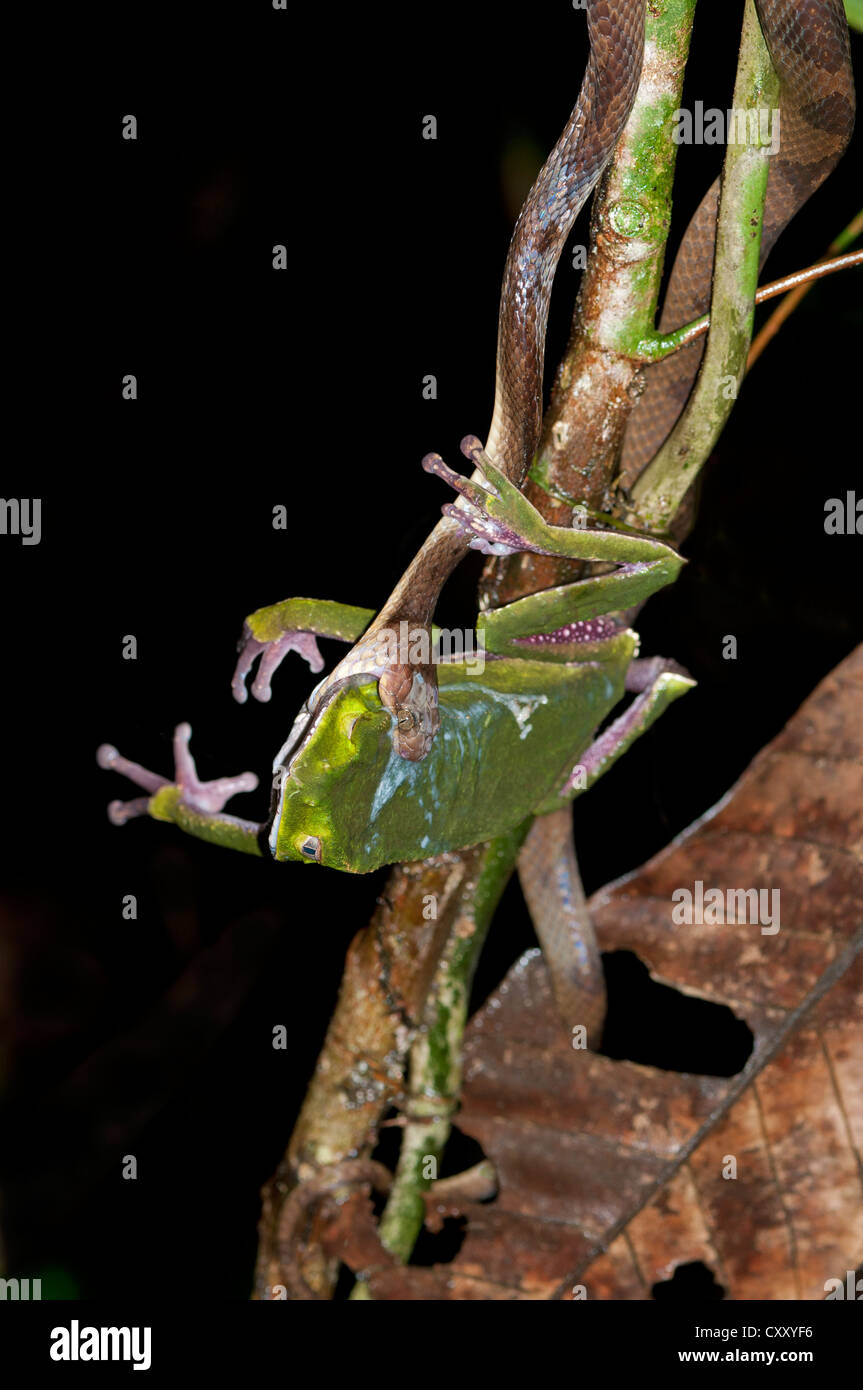 Cat-eyed snake (Leptodeira sp., ) having caught a monkey frog ...