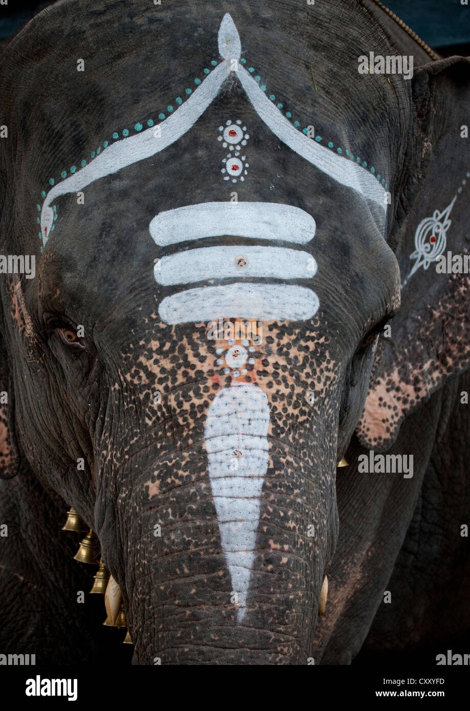 Traditional Painting On Elephant's Forehead, Pondicherry, India Stock ...