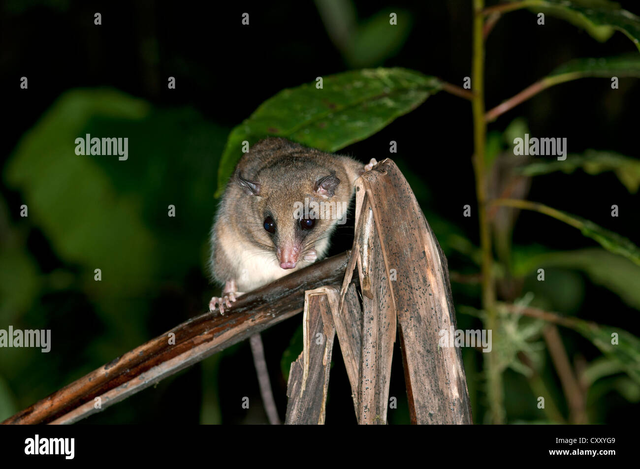 White-bellied Slender Opossum (Marmosops noctivagus), Opossum family ...