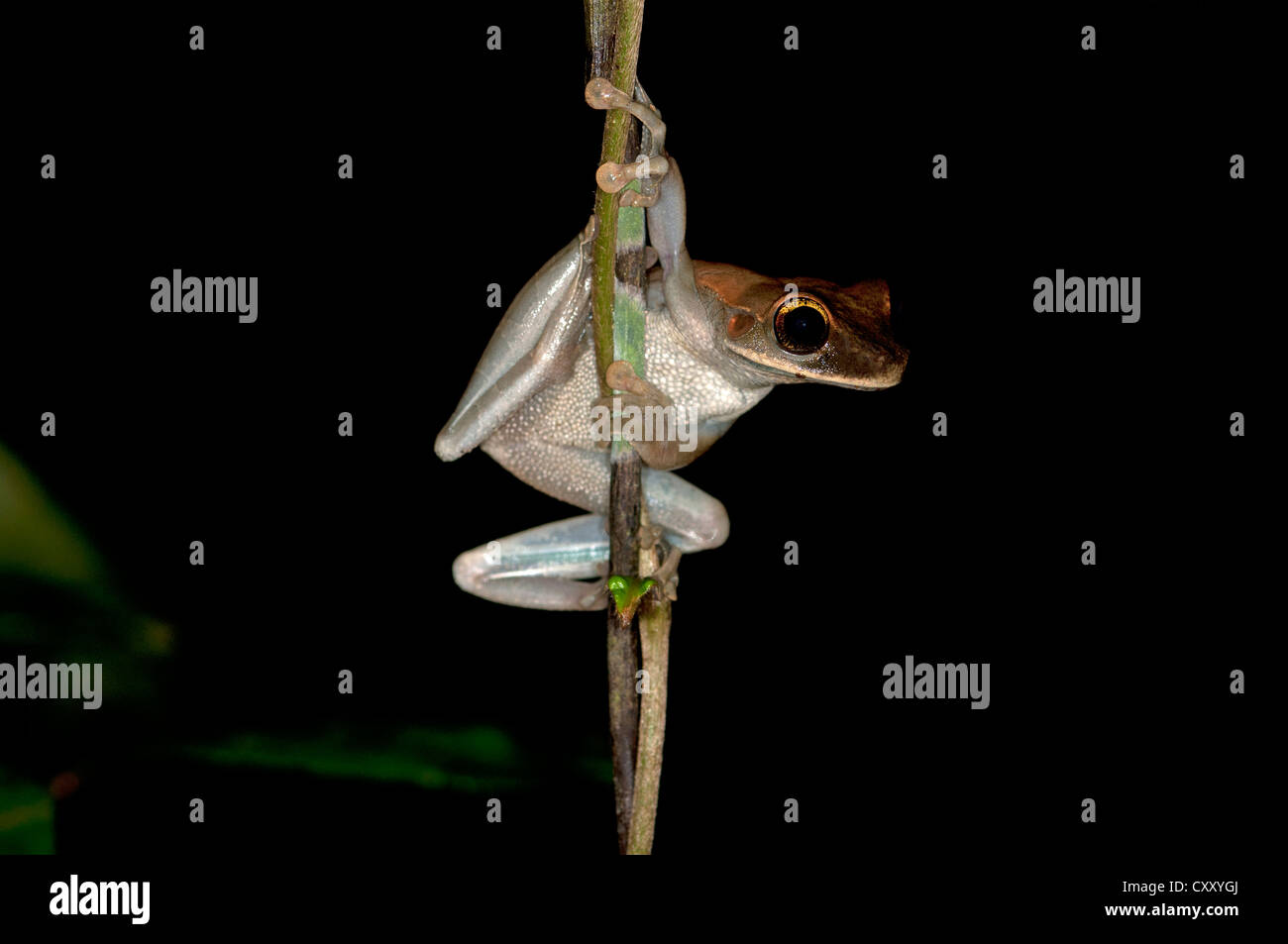 Osteocephalus sp hi-res stock photography and images - Alamy