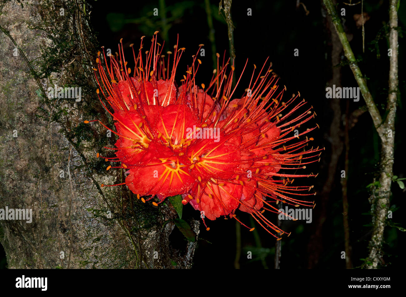 Panama Flame Tree or Rose of Venezuela (Brownea macrophylla), Tiputini ...