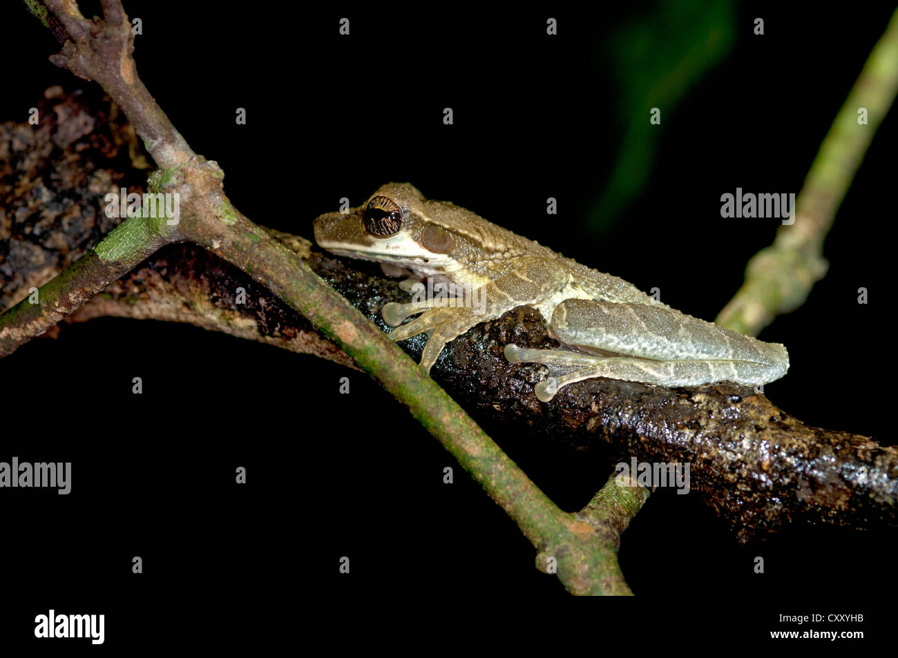 Tree frog (Osteocephalus taurinus), Tiputini rain forest, Yasuni ...