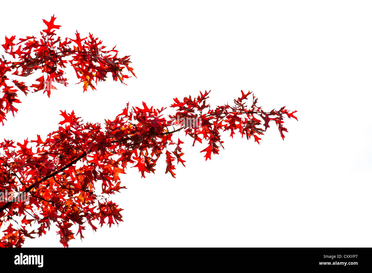 Red leaves of trees in autumn Stock Photo - Alamy
