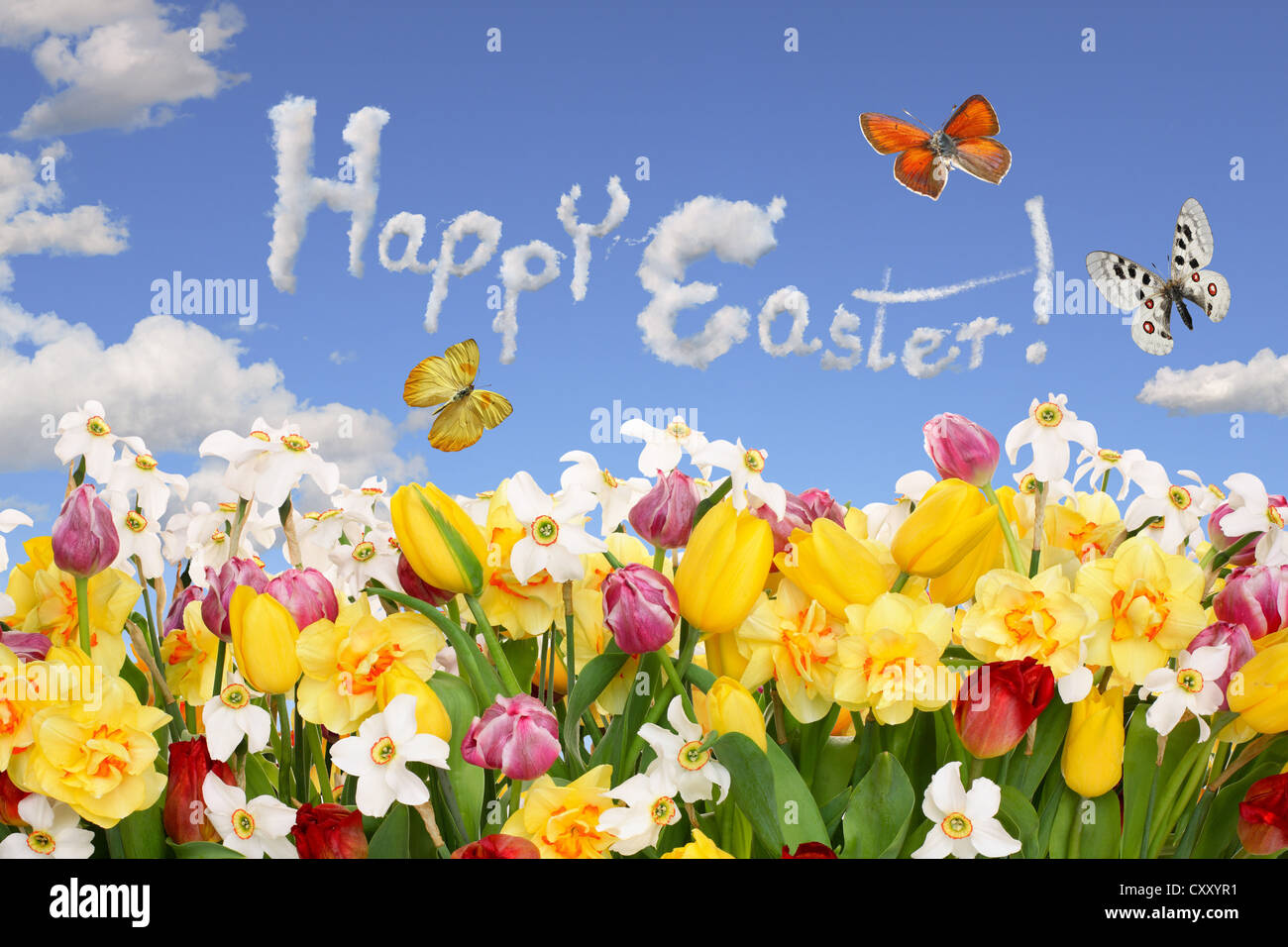 Picture of butterflies hi-res stock photography and images - Alamy