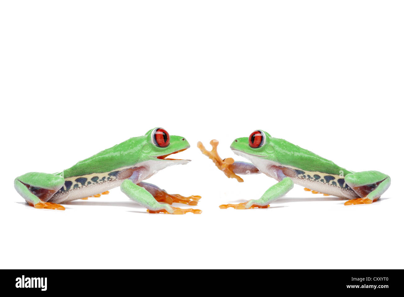 Two Red-eyed Tree Frogs (Agalychnis callidryas) sitting opposite one ...