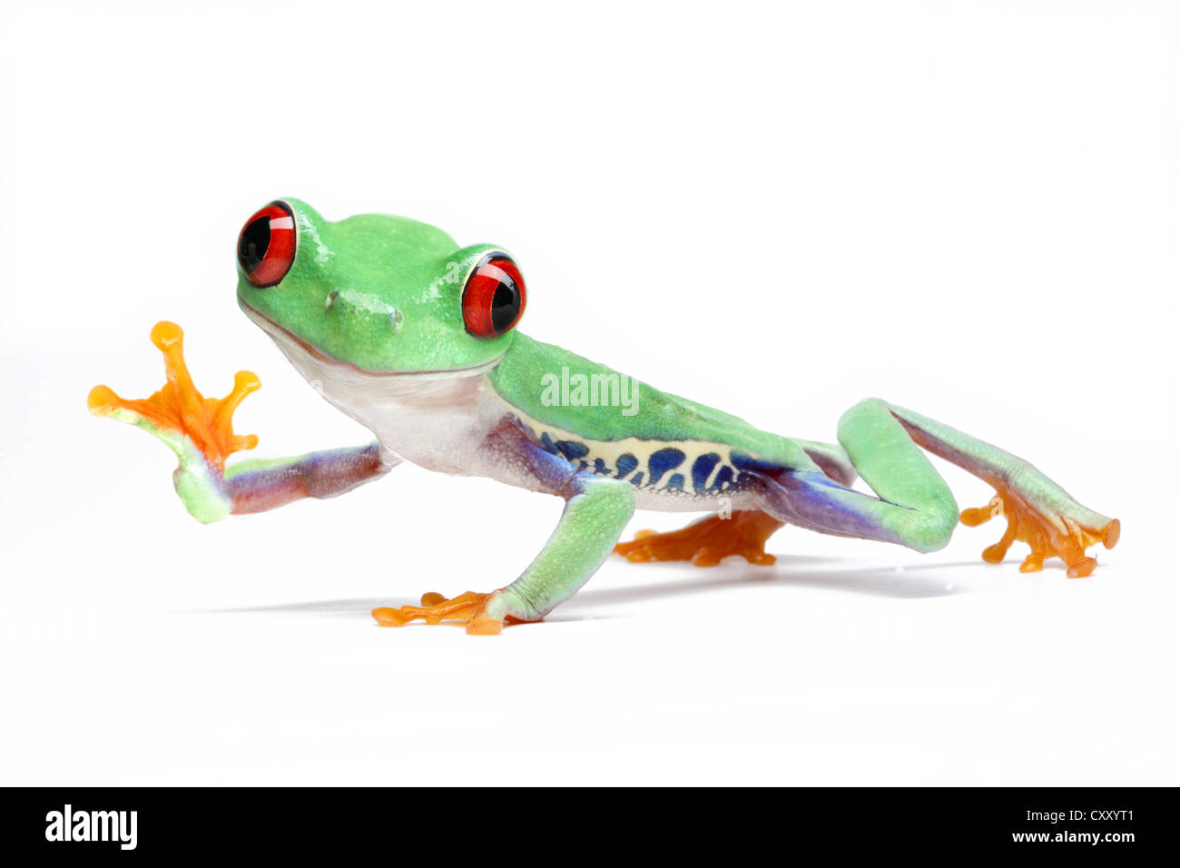 Waving Red-eyed Tree Frog (Agalychnis callidryas Stock Photo - Alamy