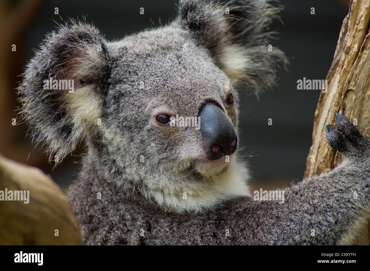 Koala in tree Stock Photo - Alamy