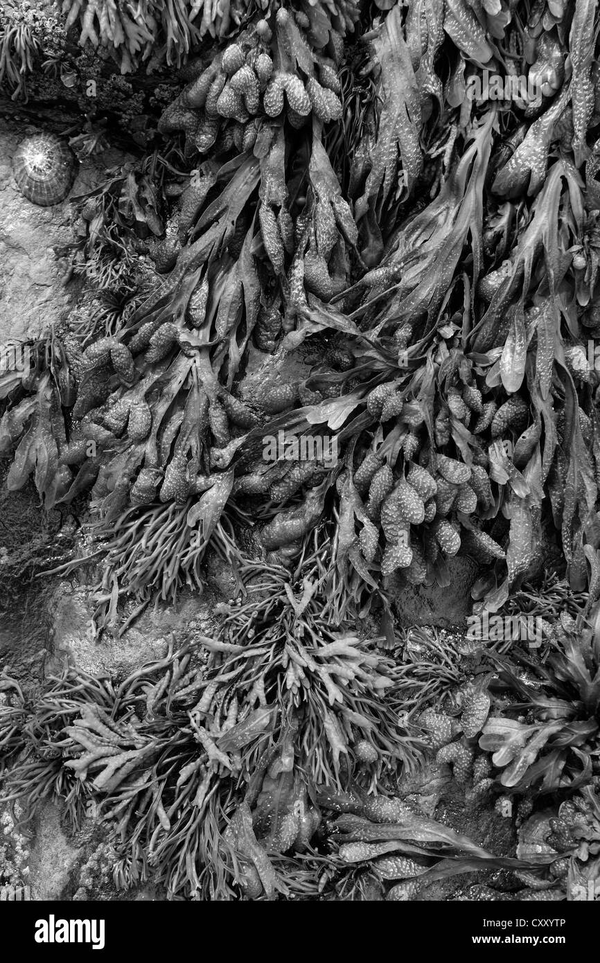 Bladder Wrack seaweed, (Fucus vesiculosus Stock Photo - Alamy