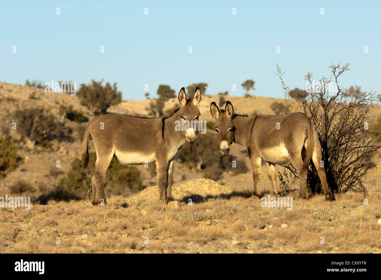 Wild donkeys (Equus asinus), Sultanate of Oman, Middle East Stock Photo ...