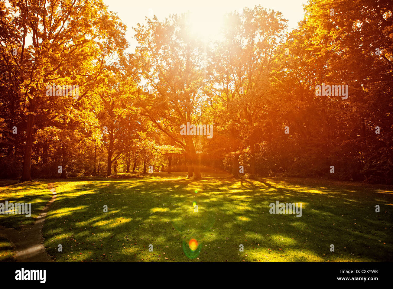Colourful forest in autumn Stock Photo - Alamy