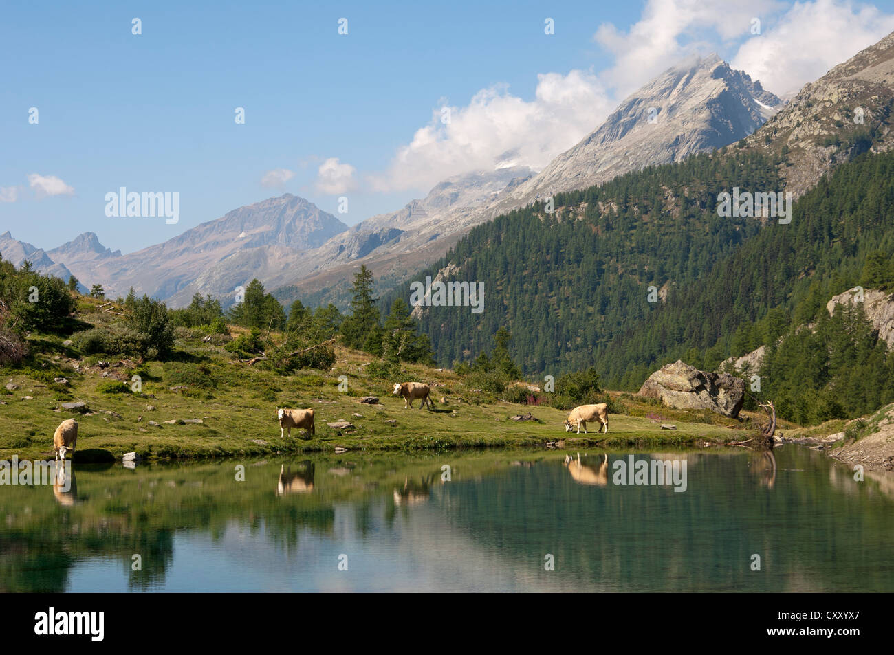 Alpine landscape with a lake and cows, lake Grundsee, Loetschental ...