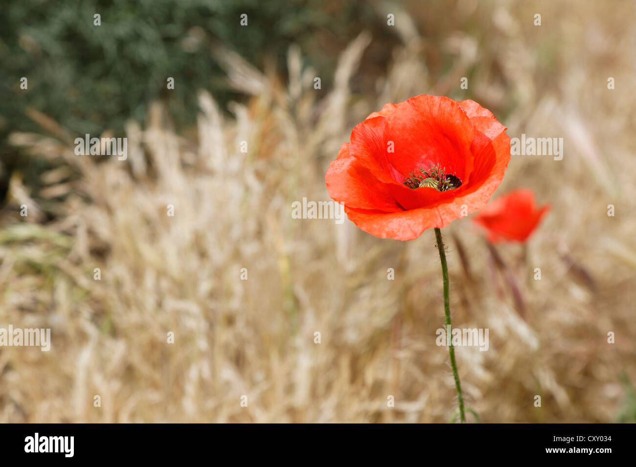 Corn poppy africa hi-res stock photography and images - Alamy