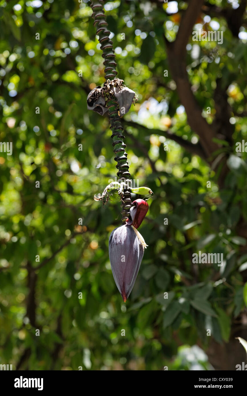 Inflorescence of a banana tree (Musa Stock Photo - Alamy