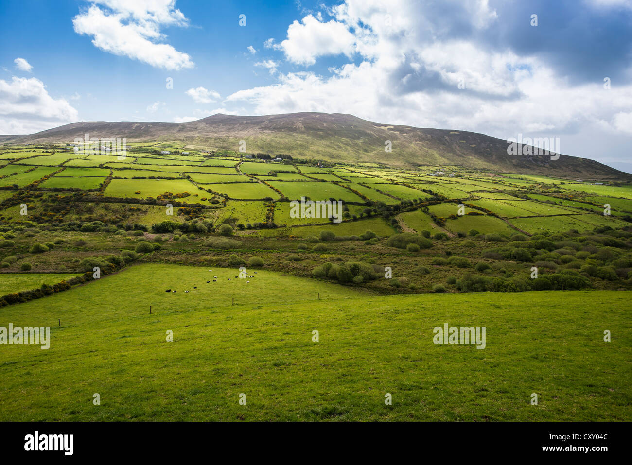 Typical hilly landscape with cloudy sky, Dingle, Dingle Peninsula ...