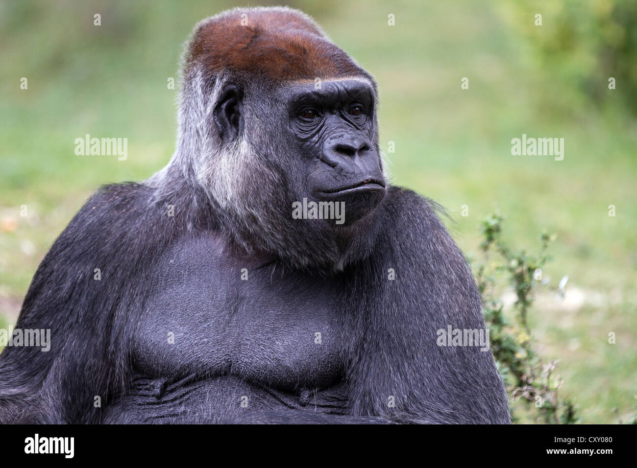 Sitting silverback thinking Stock Photo - Alamy