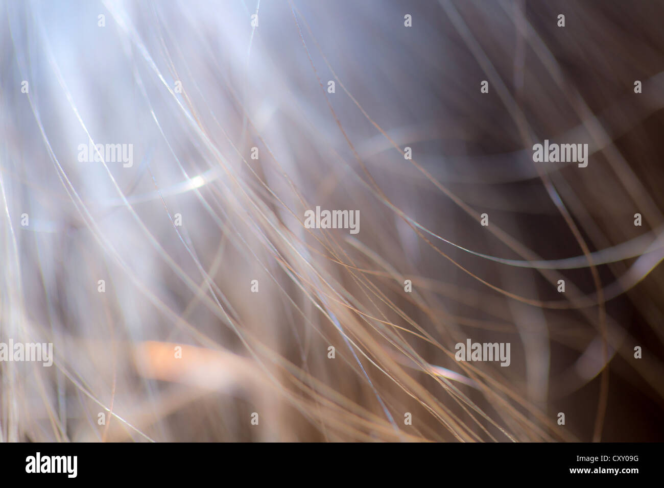 Macro hair structure blond Stock Photo - Alamy