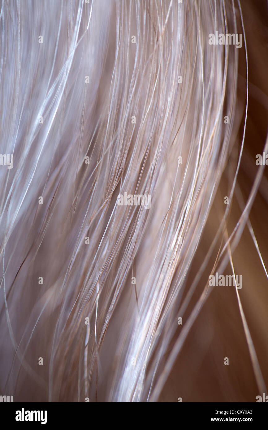 Macro hair structure blond Stock Photo - Alamy