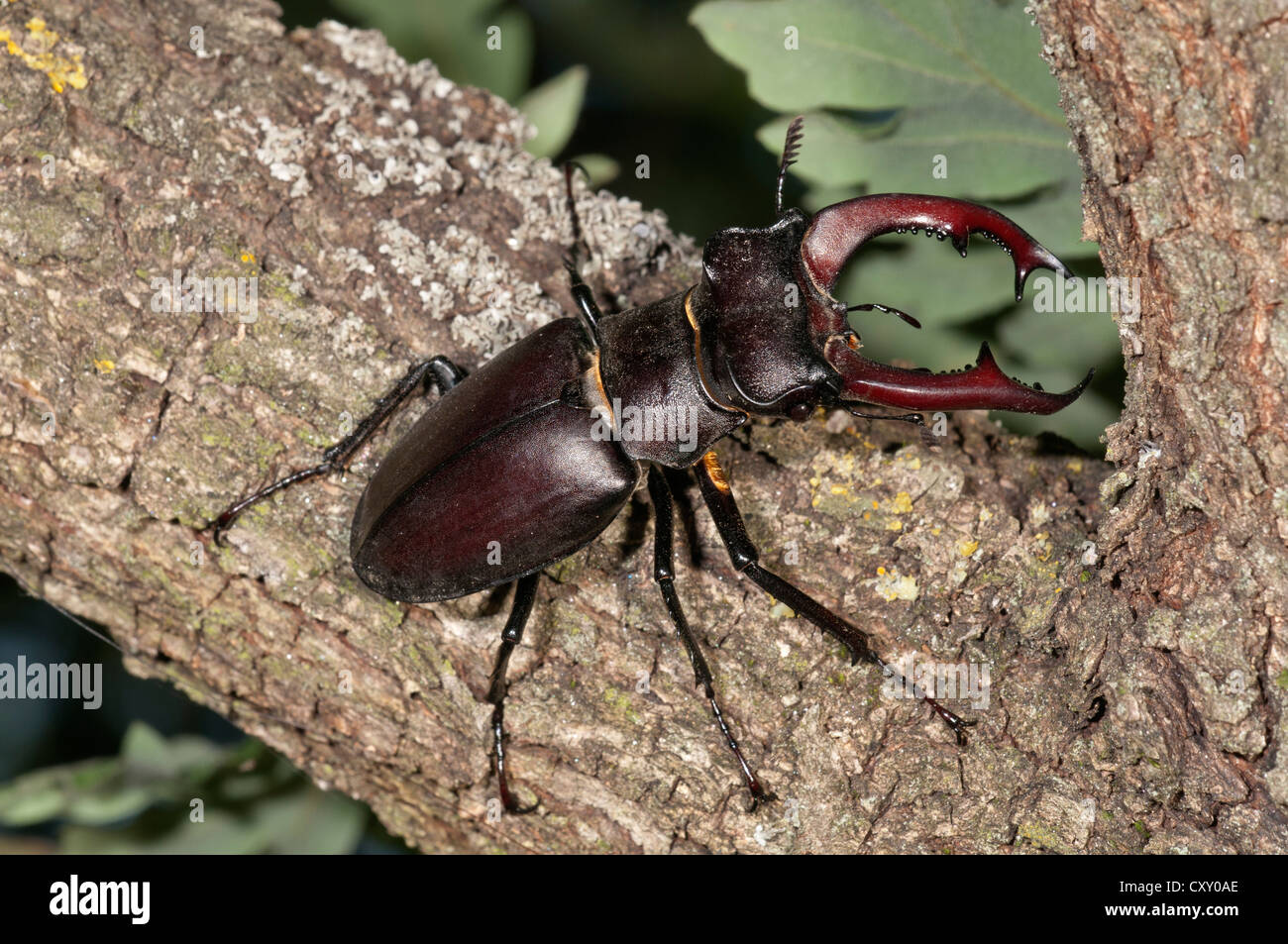 Stag beetle (Lucanus cervus), male, Lake Kerkini region, Greece, Europe ...