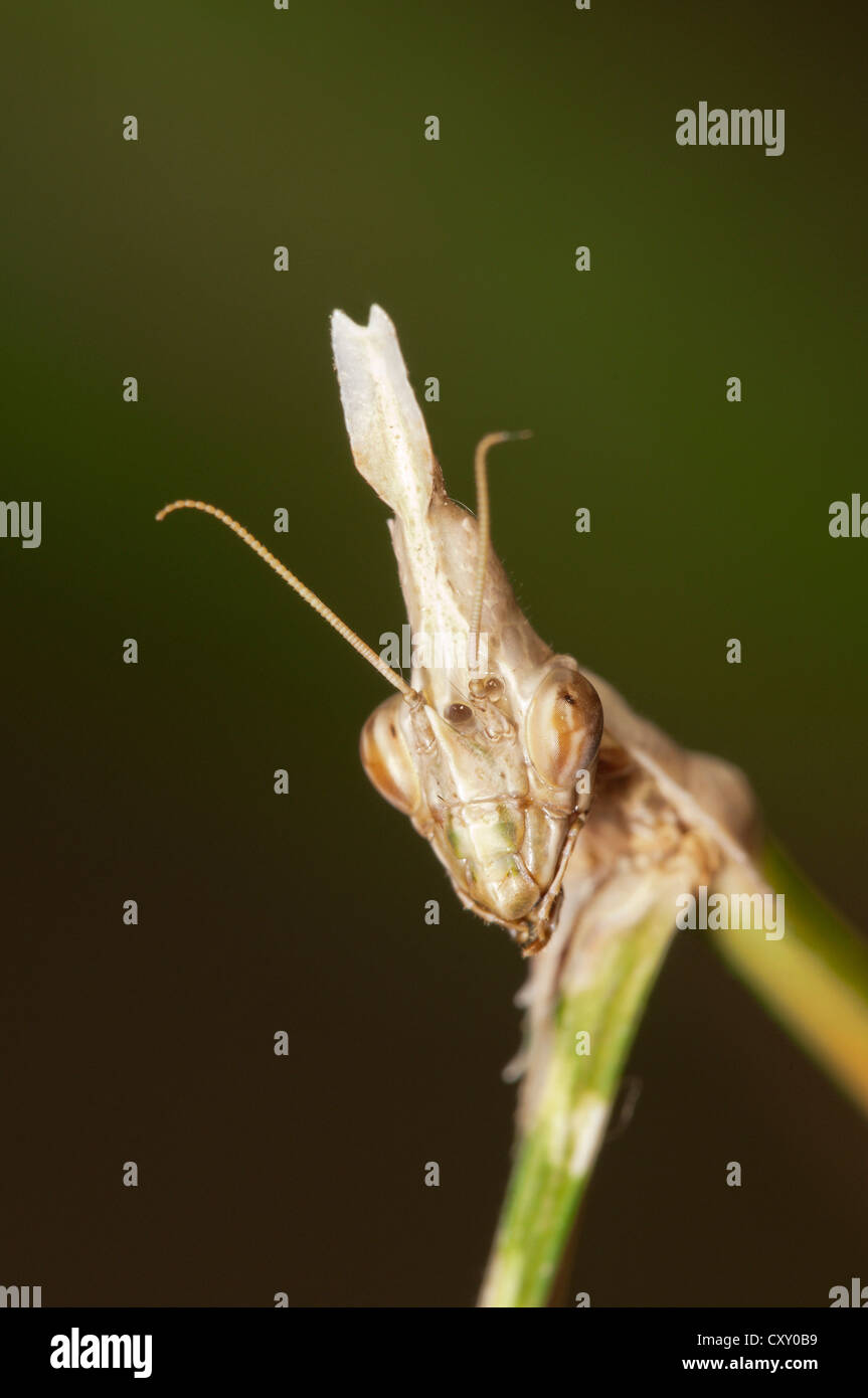 Conehead Mantis (Empusa pennata), head of a female, Lake Kerkini region ...