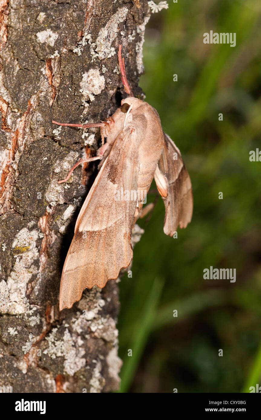 Oak Hawk-moth (Marumba quercus), female on a tree trunk, Lake Kerkini ...