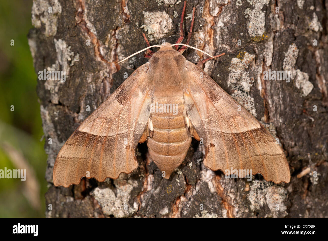 Oak hawk moth hi-res stock photography and images - Alamy