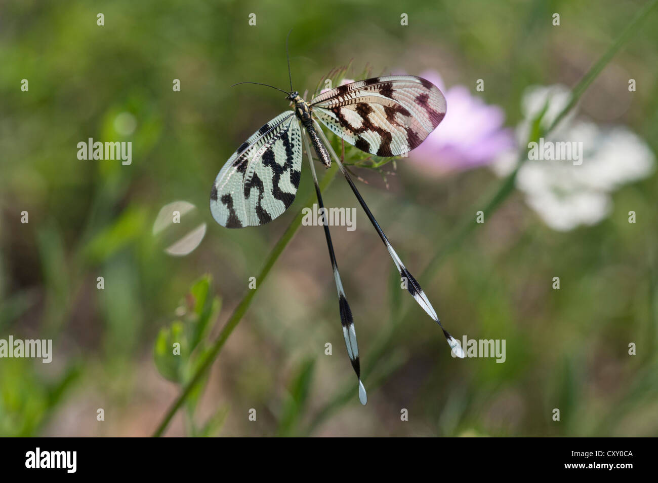 Spoonwing, lacewing (Nemoptera sinuata), near Lake Kerkini, Greece ...