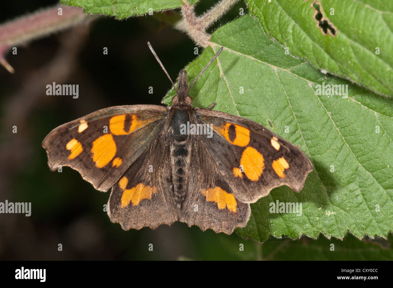 Nettle-tree butterfly, European beak (Libythea celtis) sunbathing, near ...
