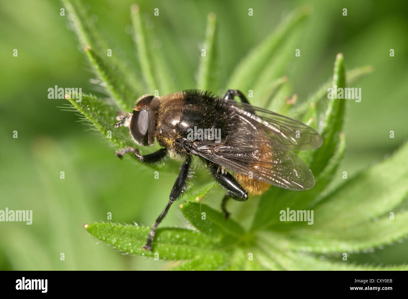 Large narcissus fly (Merodon equestris var bulborum), female basking ...