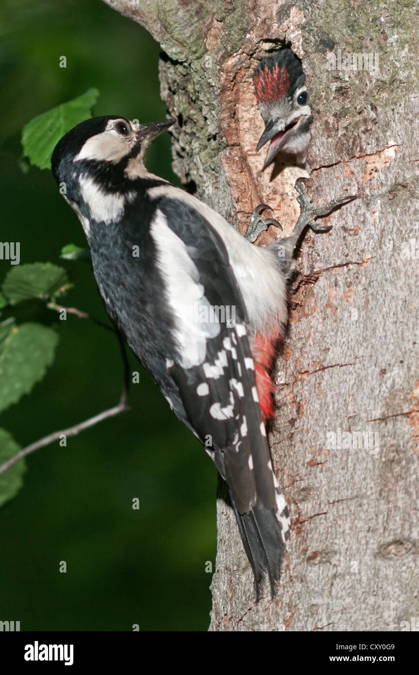 Great Spotted Woodpecker (Picoides major), female feeding young birds ...