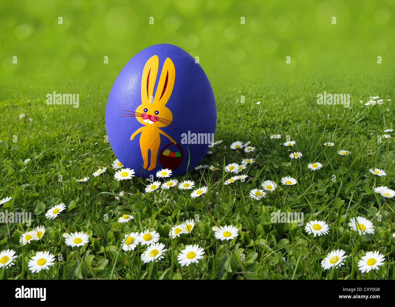 Blue Easter egg painted with an Easter bunny on a meadow with daisies ...