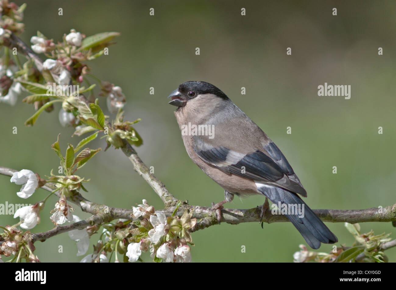 Female bullfinch bullfinches hi-res stock photography and images - Alamy
