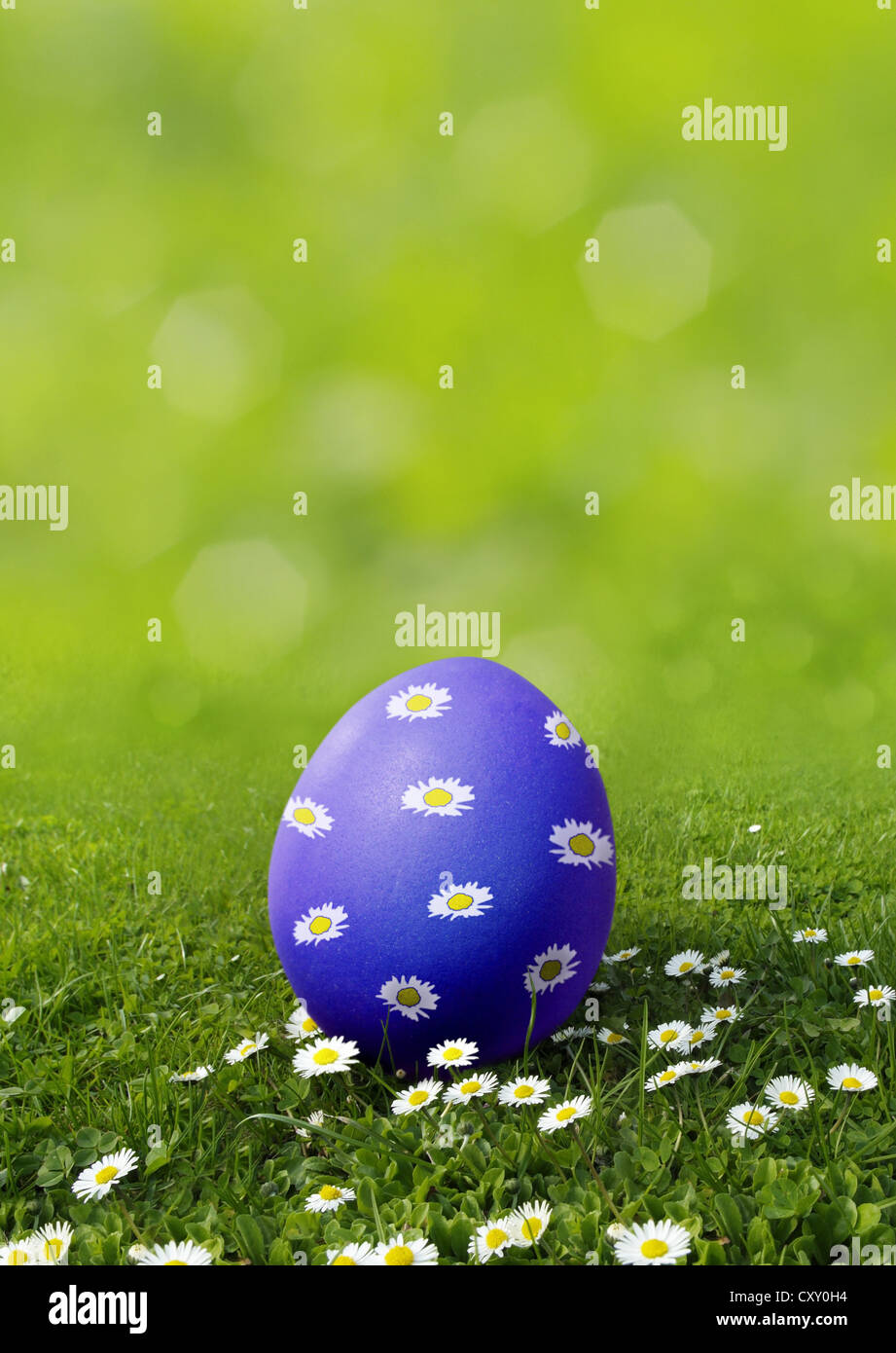 Blue Easter egg painted with daisies on a meadow with daisies Stock ...