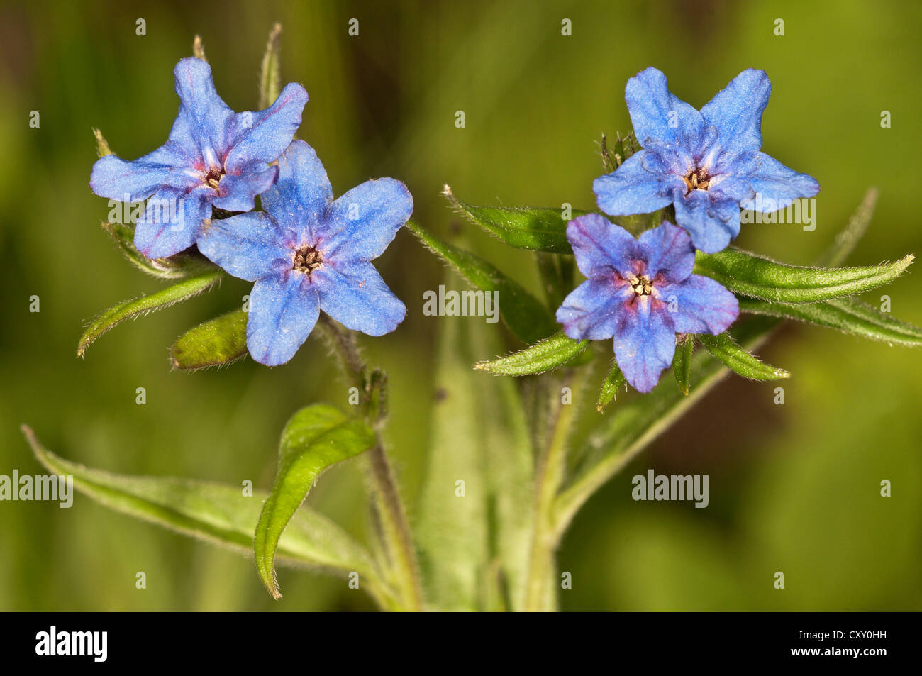 Purple Gromwell (Buglossoides purpurocaerulea), in a garden in ...