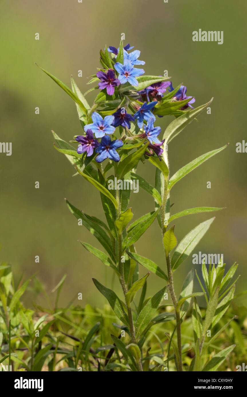 Purple Gromwell (Buglossoides purpurocaerulea), in a garden in ...