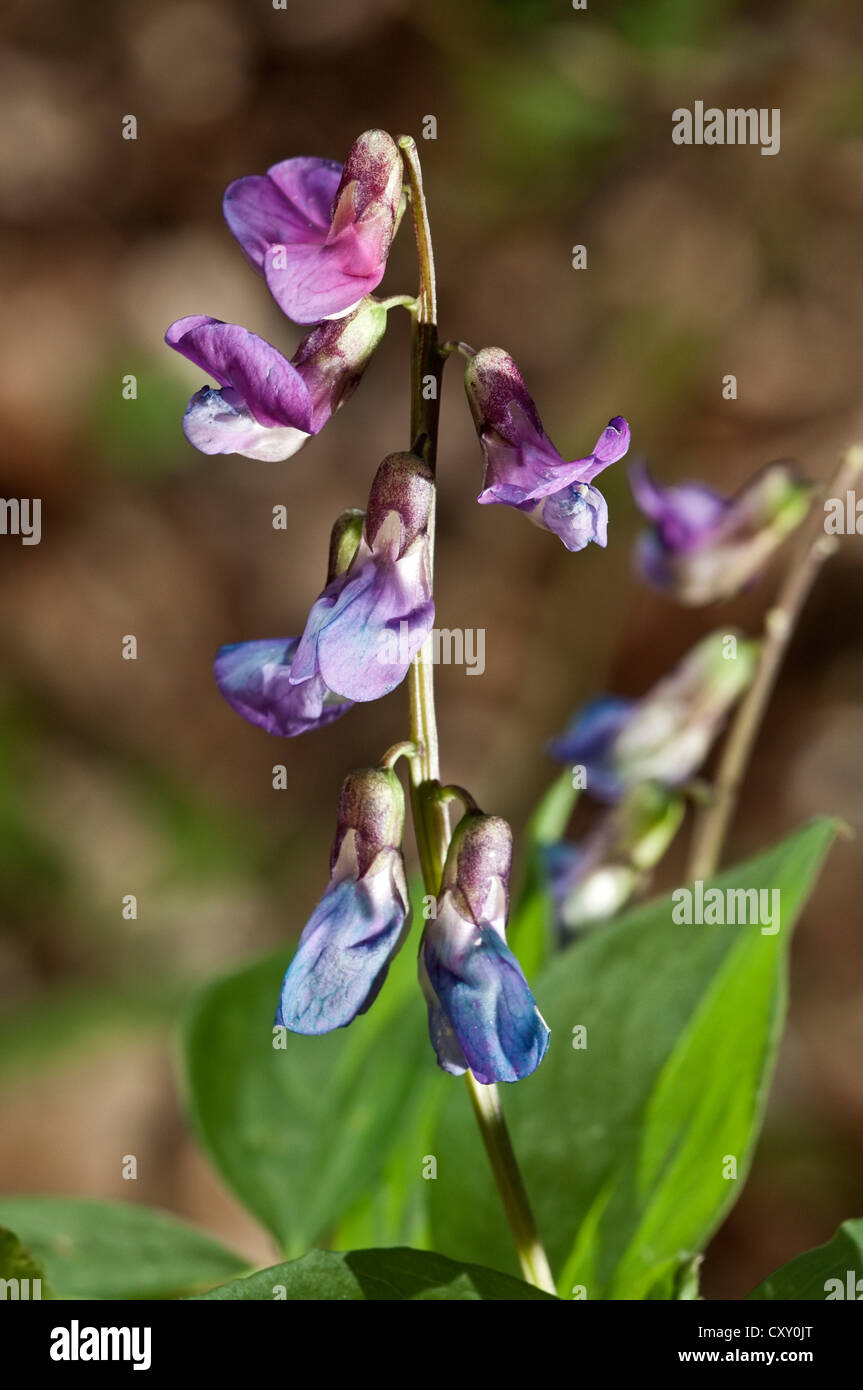 Spring Vetchling or Vetch or Spring Pea (Lathyrus vernus), flowering ...