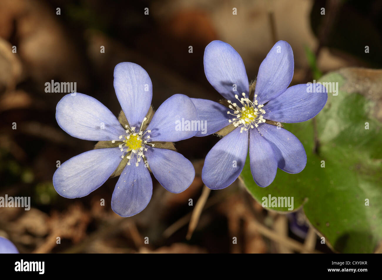 Common Hepatica, liverwort (Hepatica nobilis), Untergroeningen, Baden ...