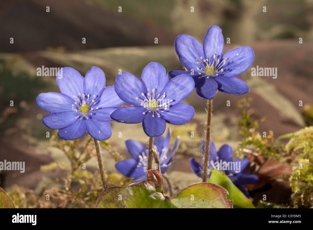 Common Hepatica, liverwort (Hepatica nobilis), Untergroeningen, Baden ...