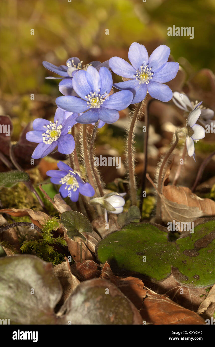 Common Hepatica, liverwort (Hepatica nobilis), Untergroeningen, Baden ...